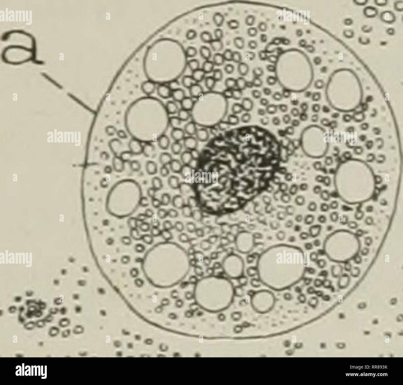 . Insects, their ways and means of living. Insects. THE CATERPILLAR AND ...