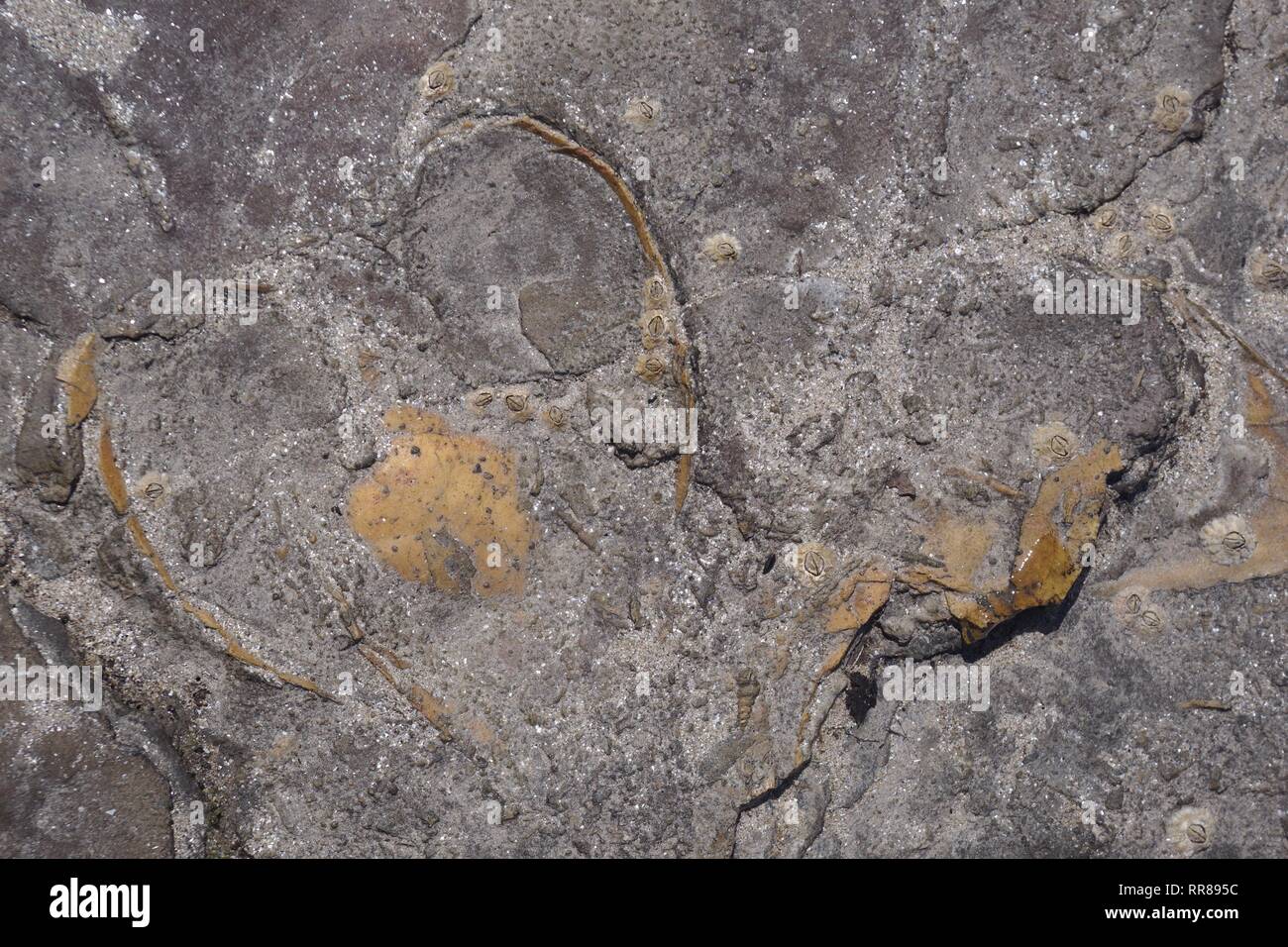 Bivale Fossil Shell in Carboniferous Shale along the Fife Coast ...