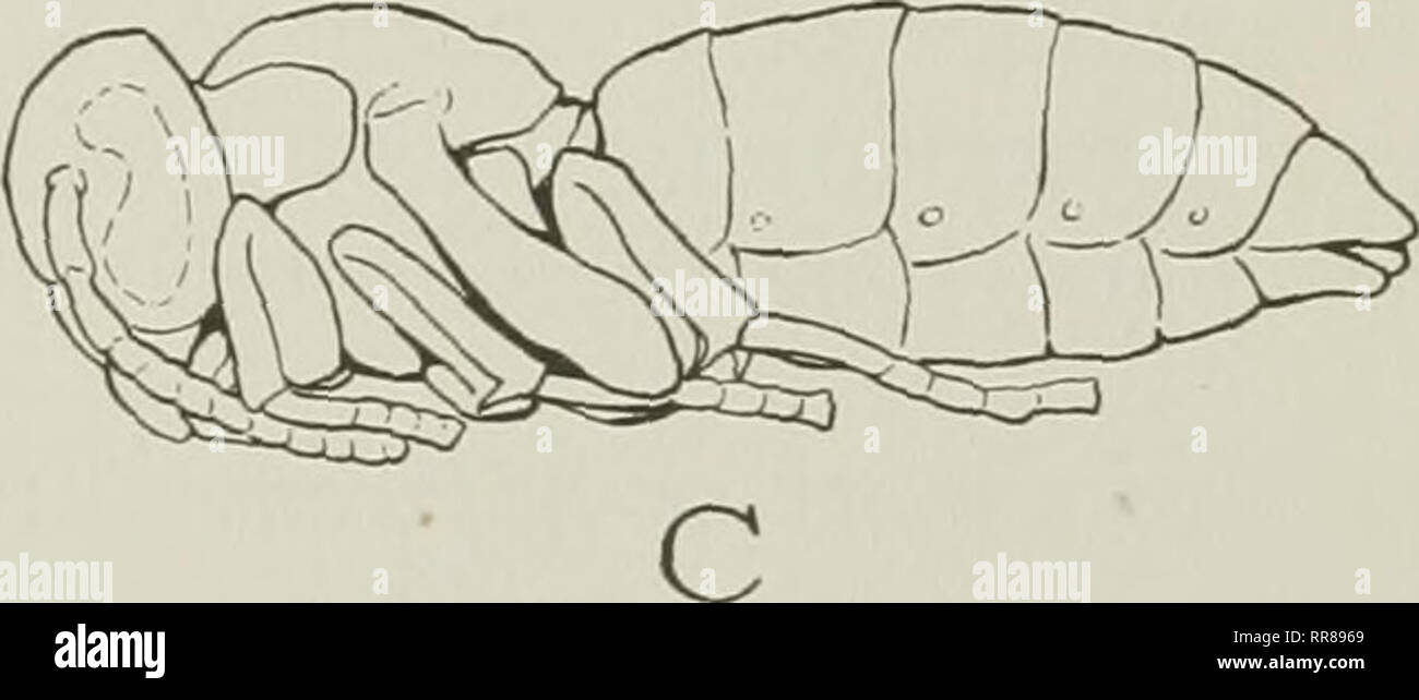 . Insects, their ways and means of living. Insects. B. Fig. 141 ...