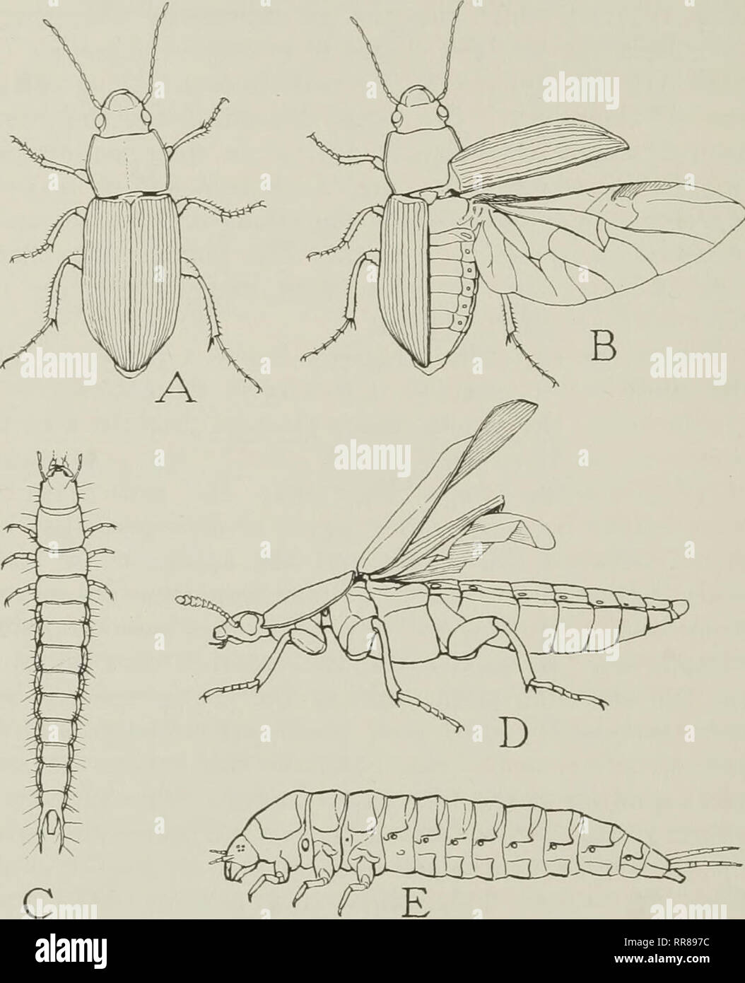 . Insects, their ways and means of living. Insects. INSECTS the skin of ...
