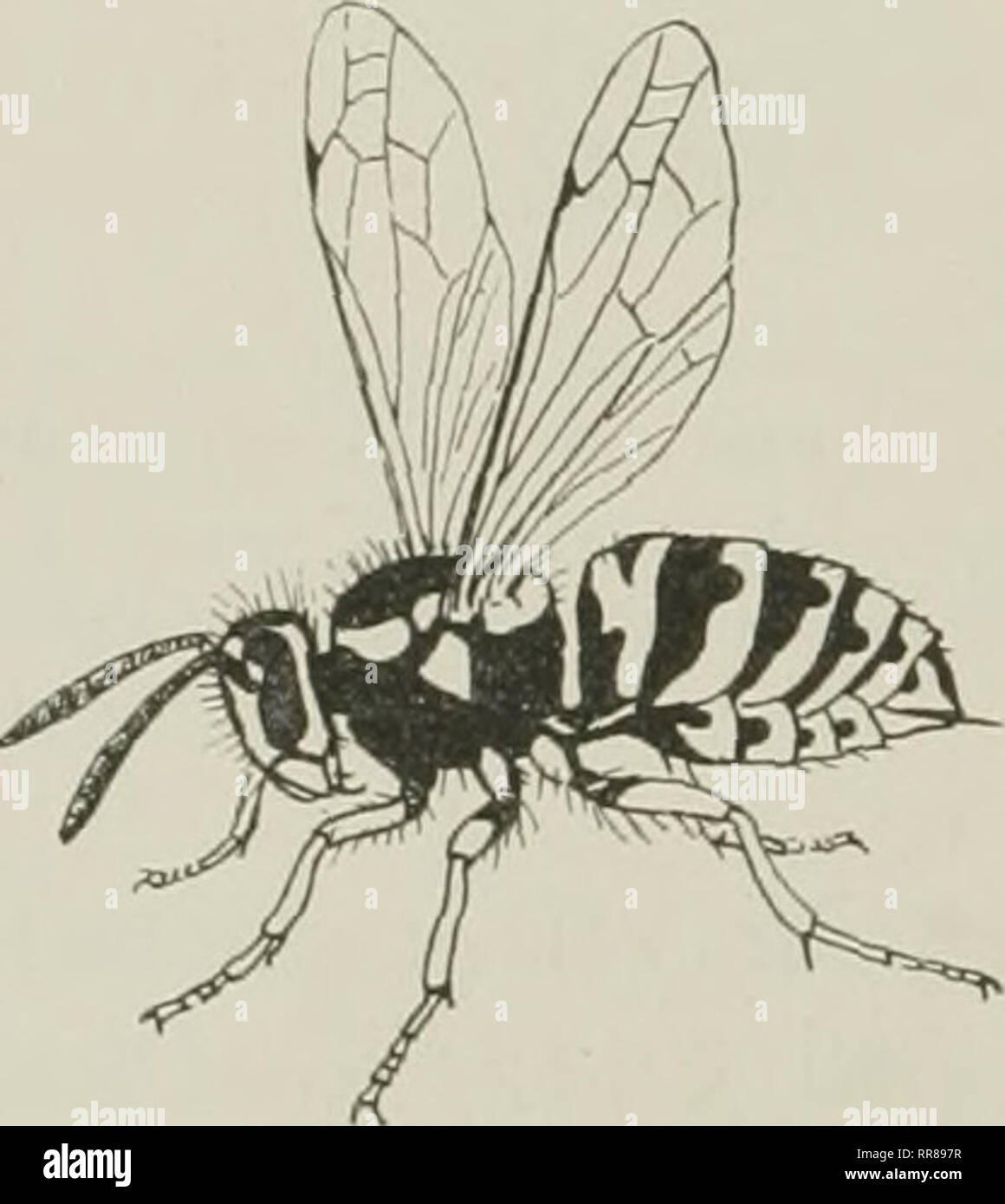 . Insects, their ways and means of living. Insects. Fig. 133. Wasps, or ...