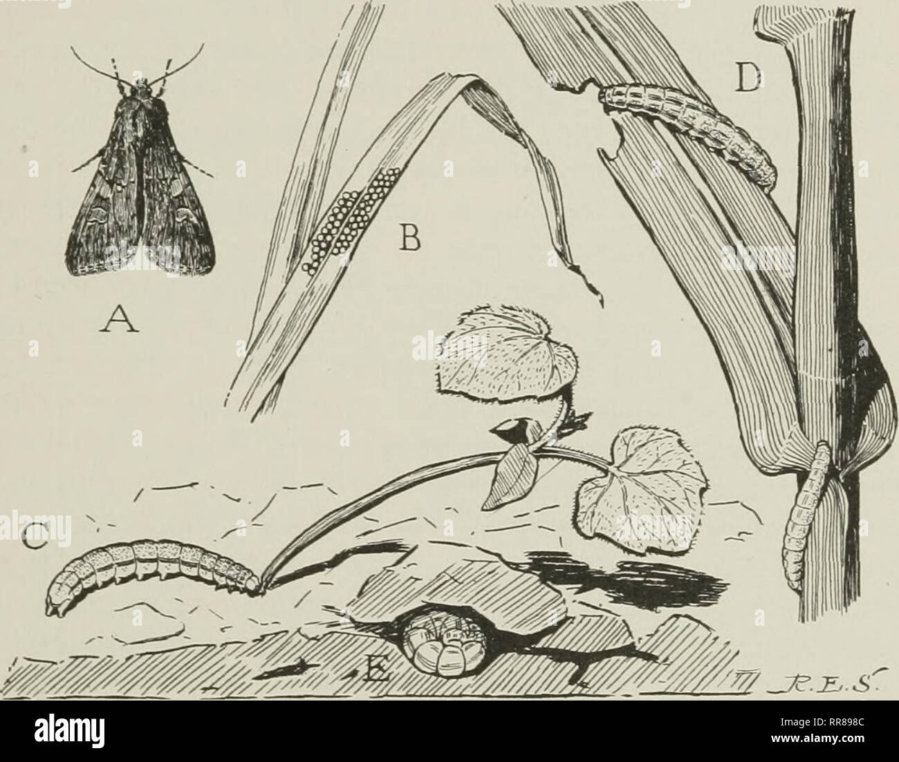 Feed on decaying matter hi-res stock photography and images - Alamy