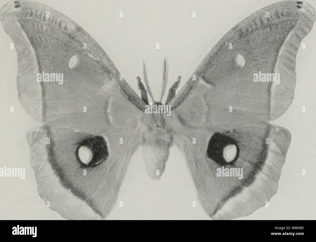 . Insects, their ways and means of living. Insects. Two species of ...