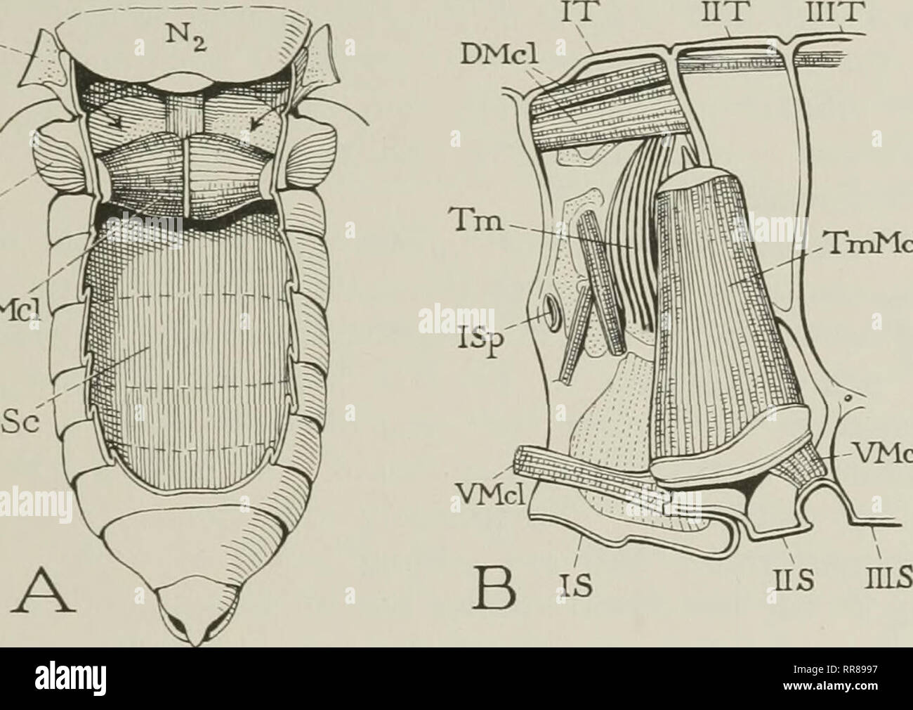Tympanal hi-res stock photography and images - Alamy