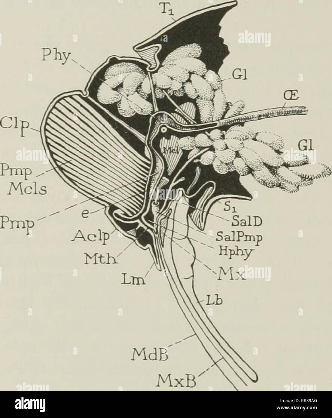 . Insects, their ways and means of living. Insects. INSECTS be ...