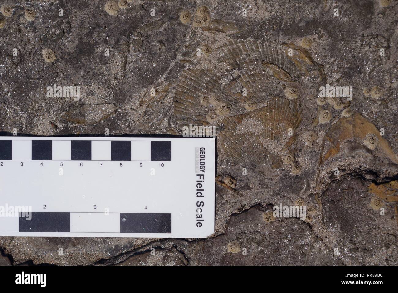 Bivale hi-res stock photography and images - Alamy