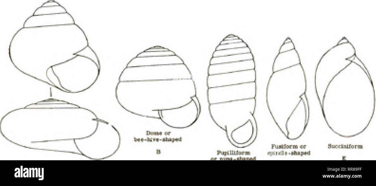 . A guide to the land snails and slugs of Montana [electronic resource ...