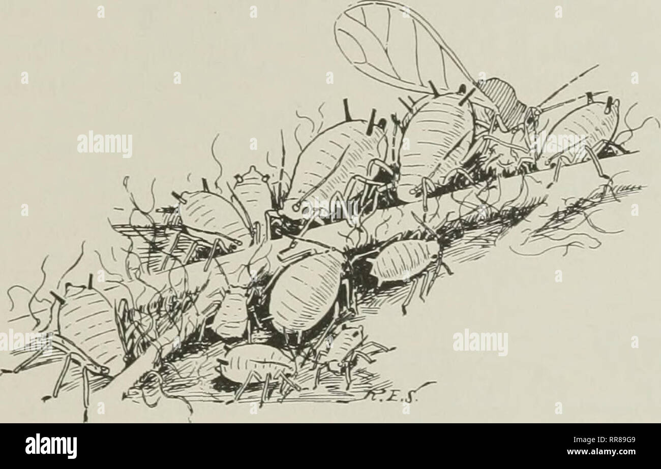 Aphids On Plants Drawing