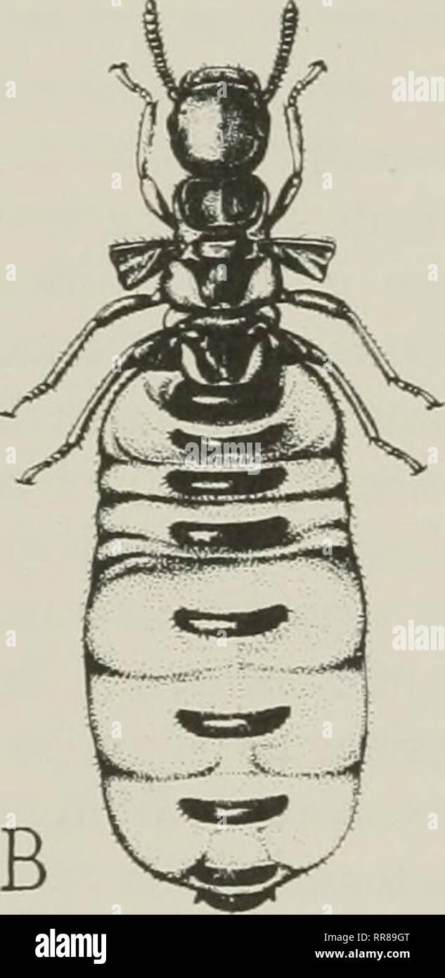 Castes Of Insects High Resolution Stock Photography and Images - Alamy