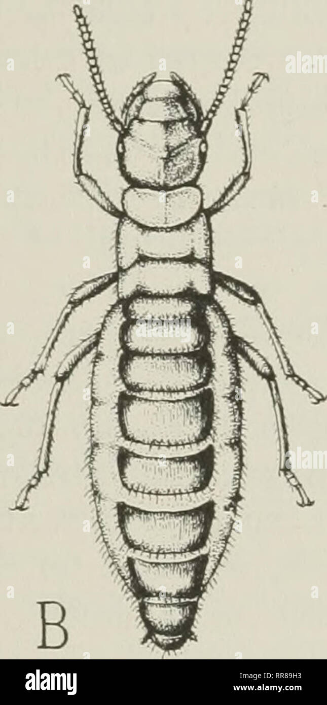 . Insects, their ways and means of living. Insects. Fig. 80. The second ...