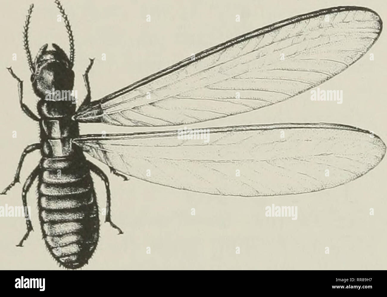 Castes termites hi-res stock photography and images - Alamy