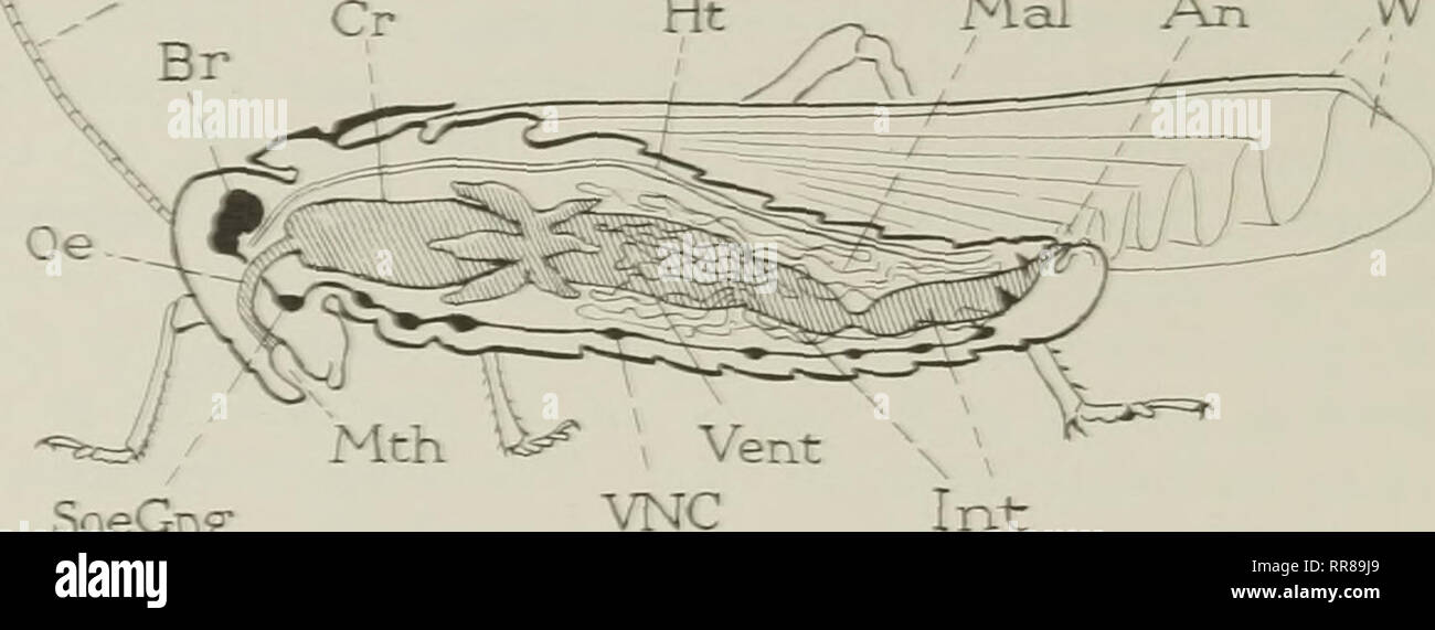 Grasshopper Internal Anatomy