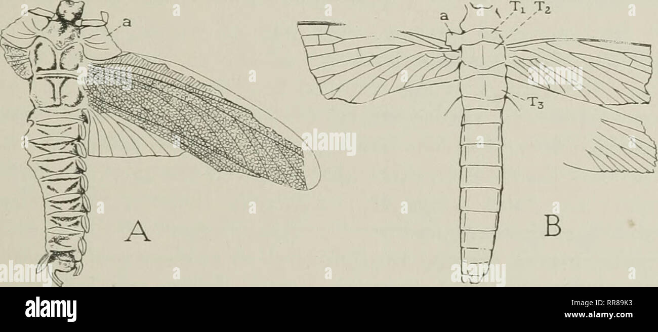 Fied insects hi-res stock photography and images - Alamy