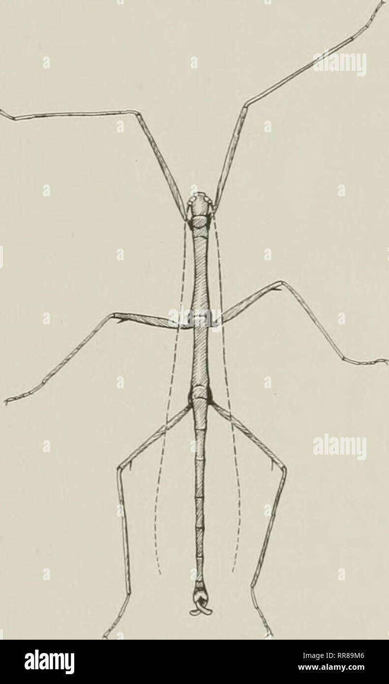 Evidence Of Insects High Resolution Stock Photography and Images - Alamy