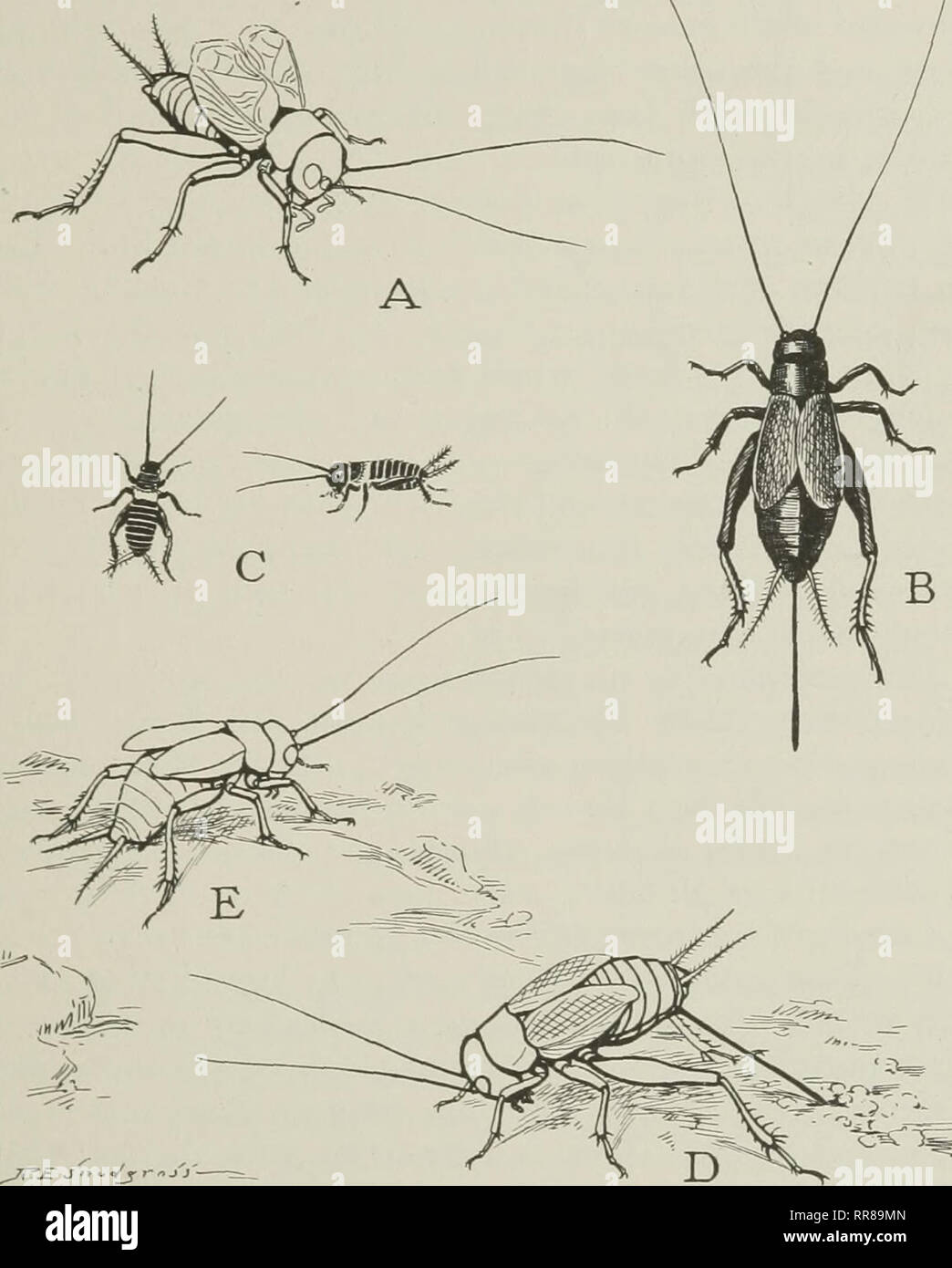 Male And Female Crickets High Resolution Stock Photography and Images ...