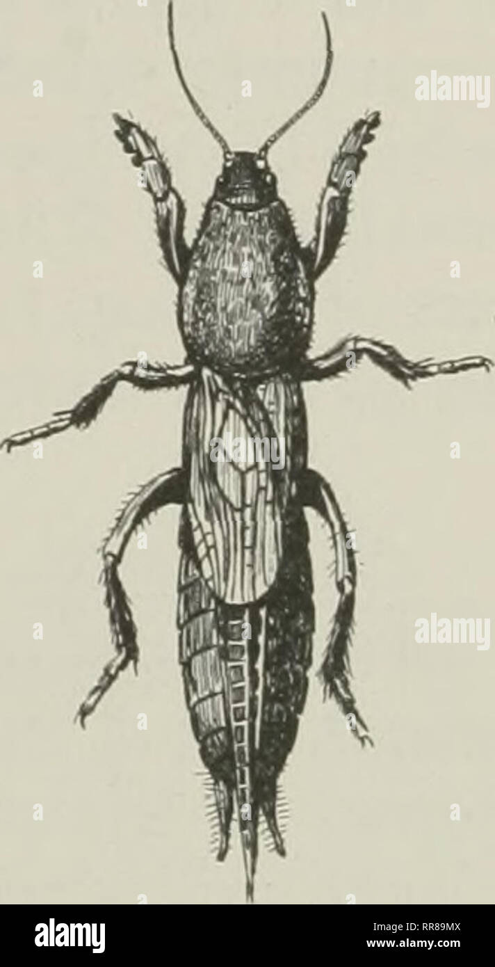 . Insects, their ways and means of living. Insects. THE GRASSHOPPER'S ...