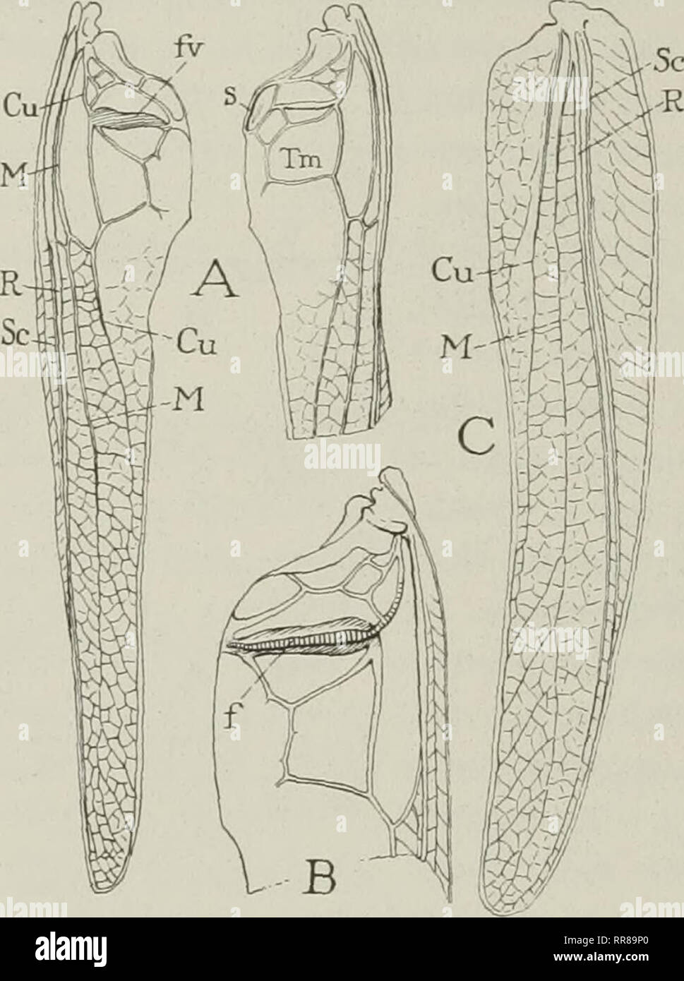 . Insects, their ways and means of living. Insects. INSECTS production ...