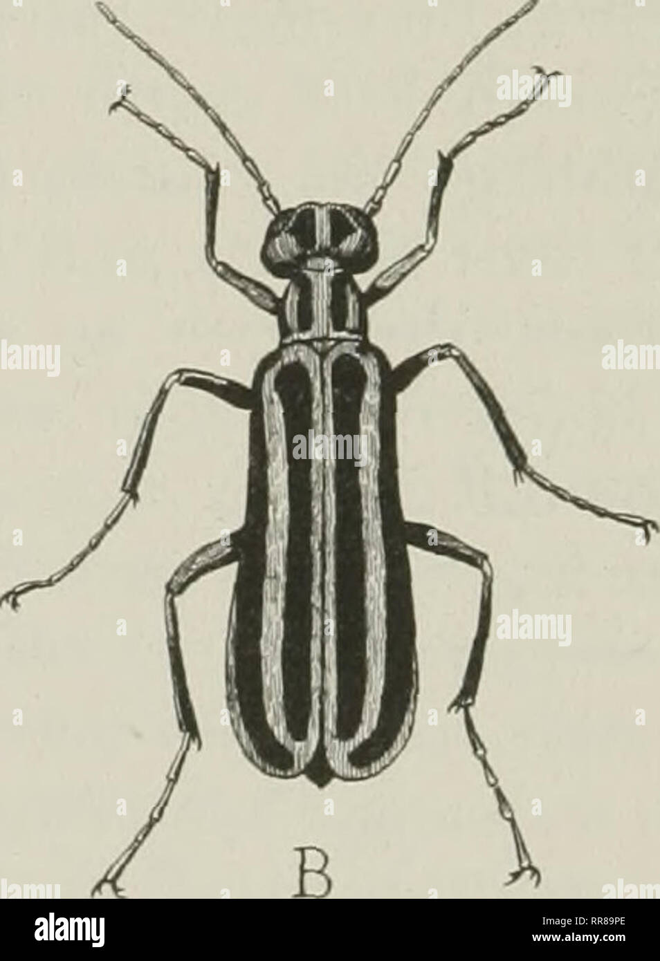 . Insects, their ways and means of living. Insects. Fk.. ii. Two ...