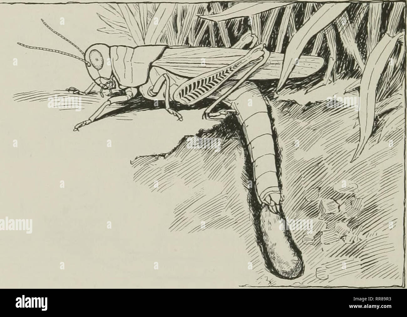 . Insects, their ways and means of living. Insects. INSECTS it is a ...