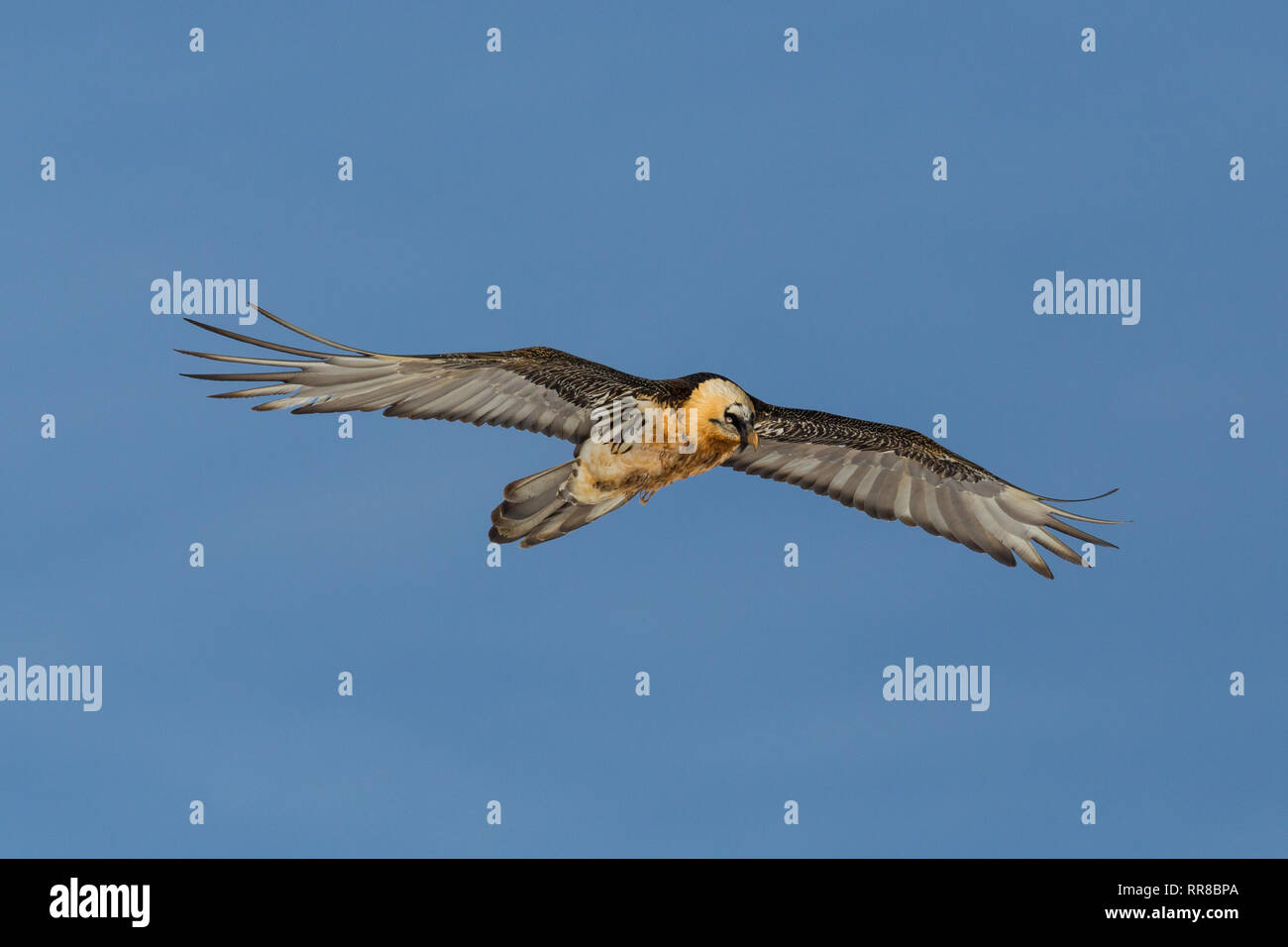 front view flying natural adult bearded vulture (gypaetus barbatus ...