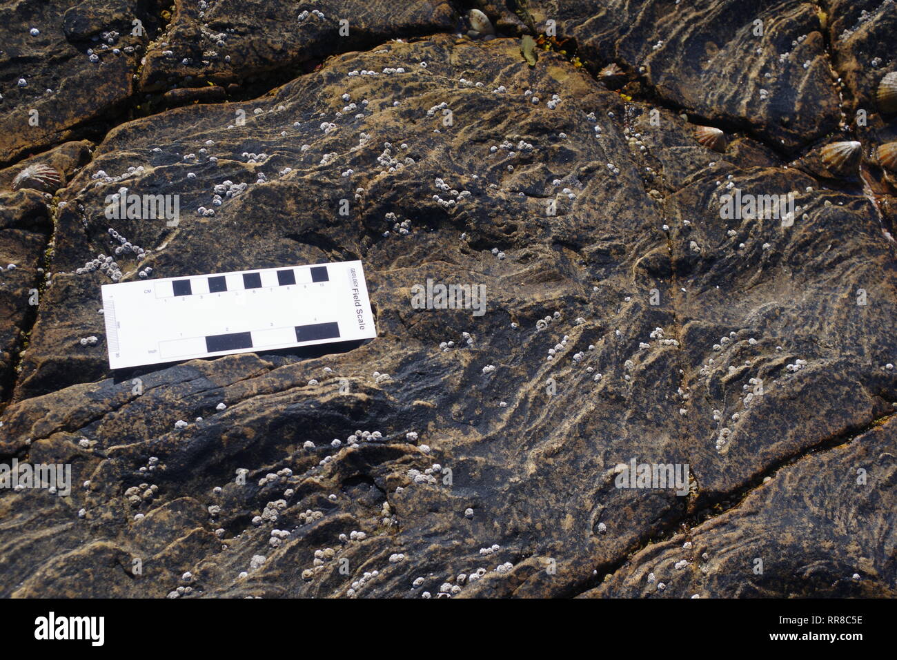 Bedform Sedimentary Ripple Structures in Carboniferous Sandstone ...