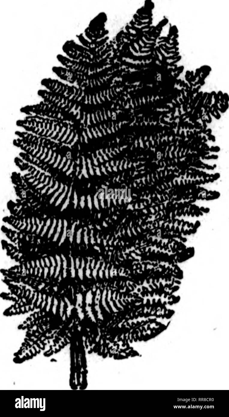 The detroit times Cut Out Stock Images & Pictures - Alamy