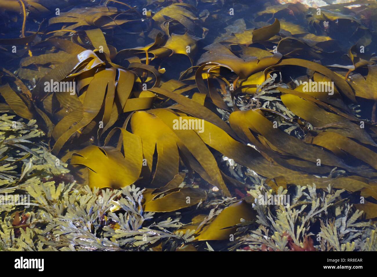 Laminaria digitata hi-res stock photography and images - Alamy