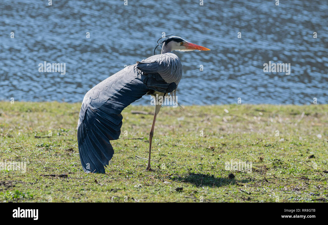 Grey heron preening hi-res stock photography and images - Alamy
