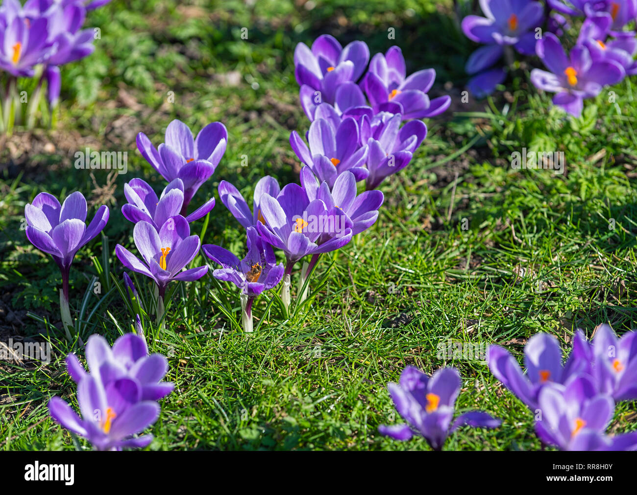 Purple crocus sativus flowering in Regents Park London UK Stock Photo ...