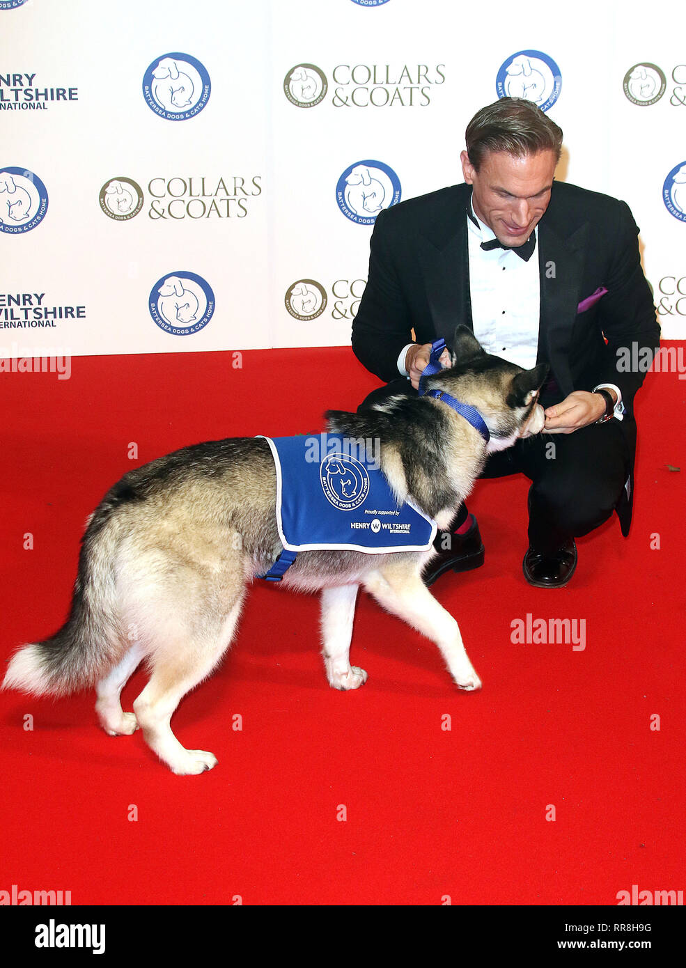 Nov 12, 2015 - London, England, UK - Battersea Dogs & Cats Home Collars ...