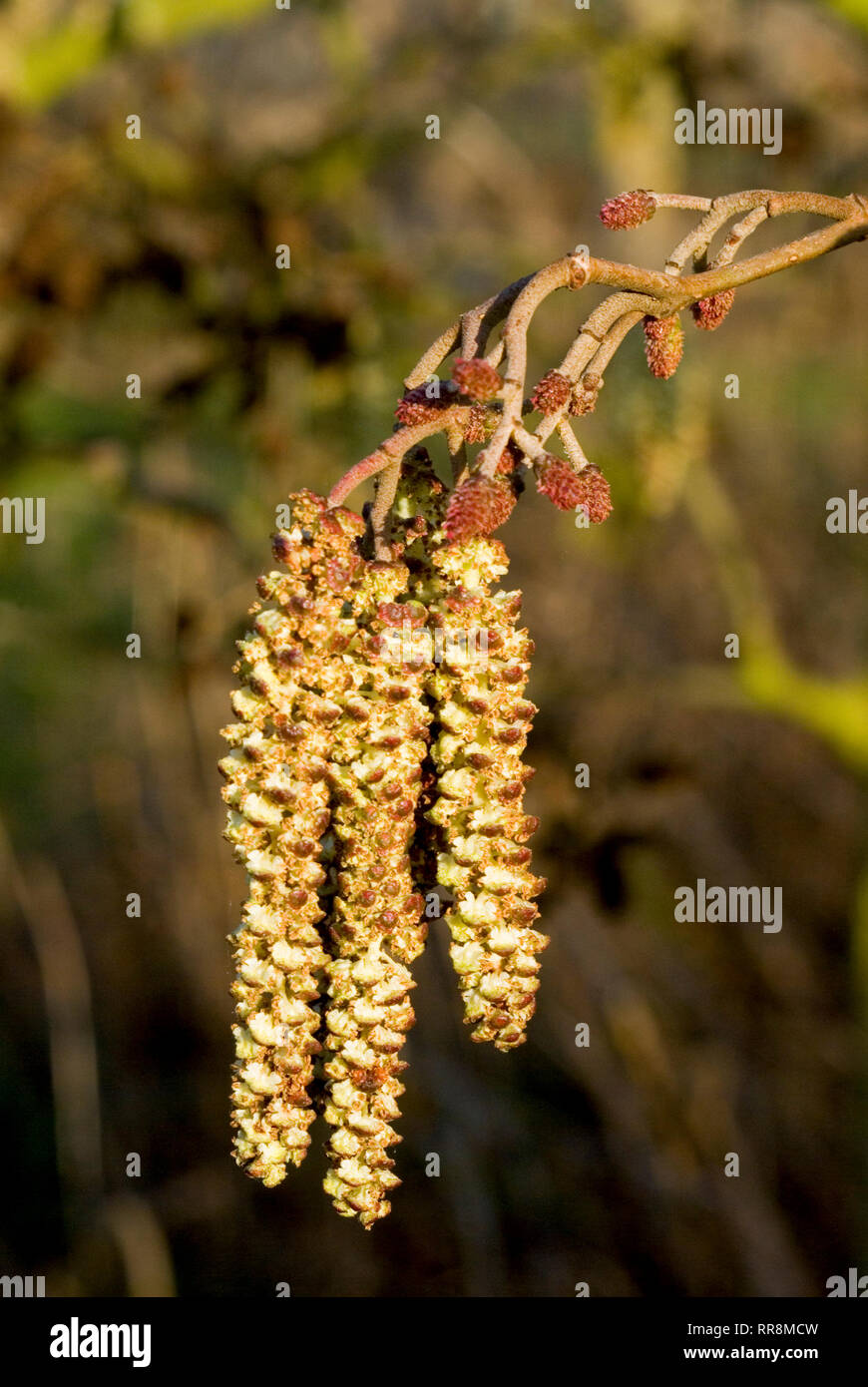 Alder tree hi-res stock photography and images - Alamy