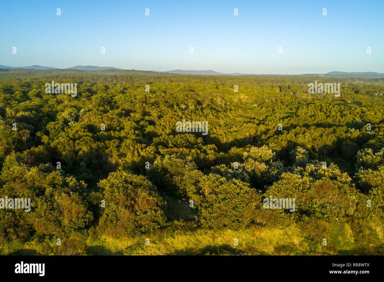 Aerial view of green native coastal vegetation in Australia with copy ...