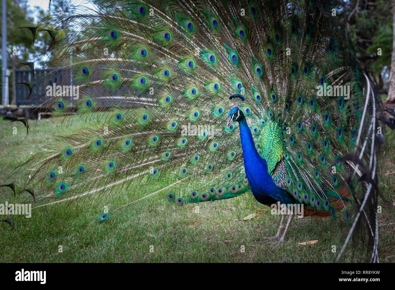 Beautiful peacock showcasing his train Stock Photo - Alamy