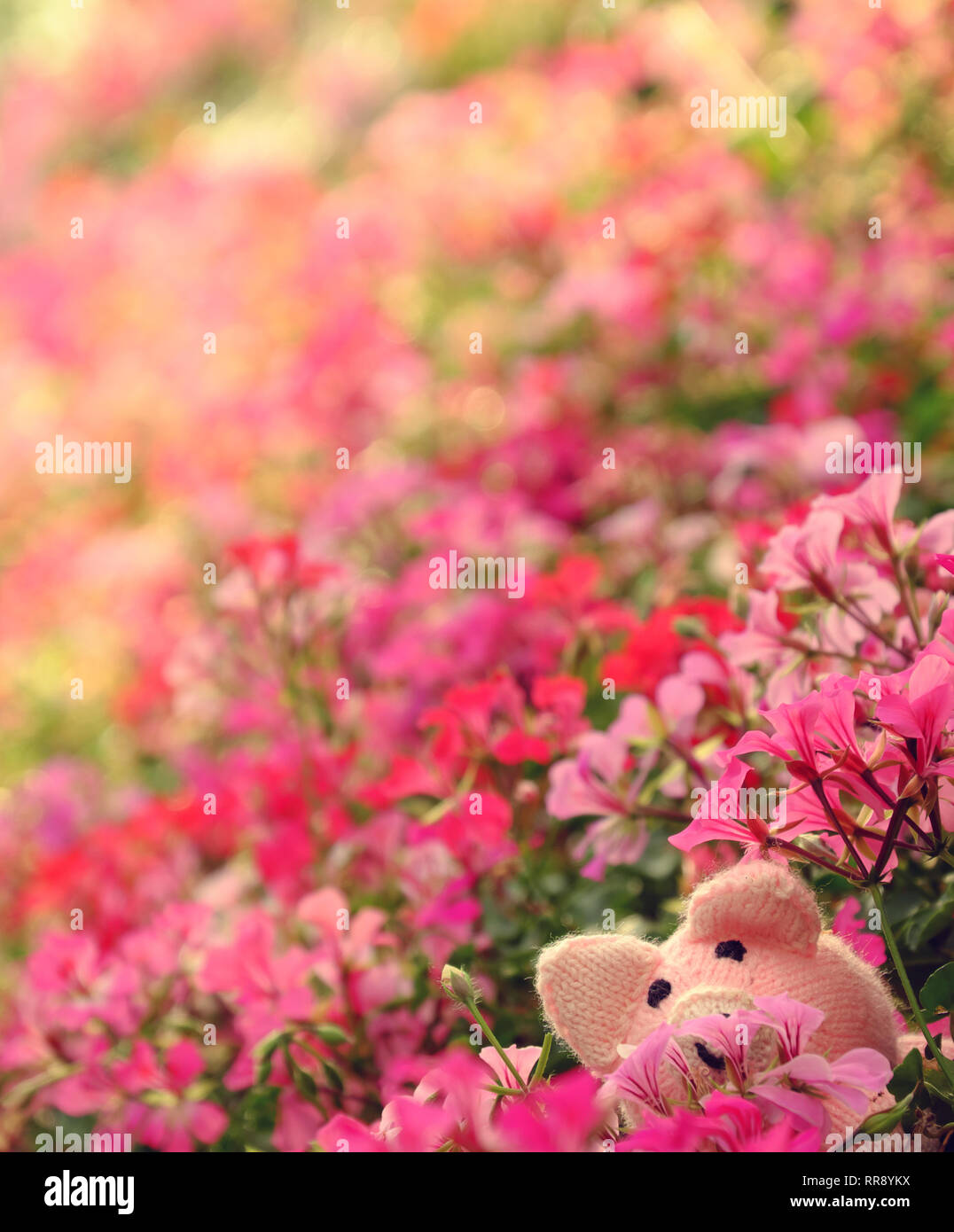 Hot pink pig face hi-res stock photography and images - Alamy