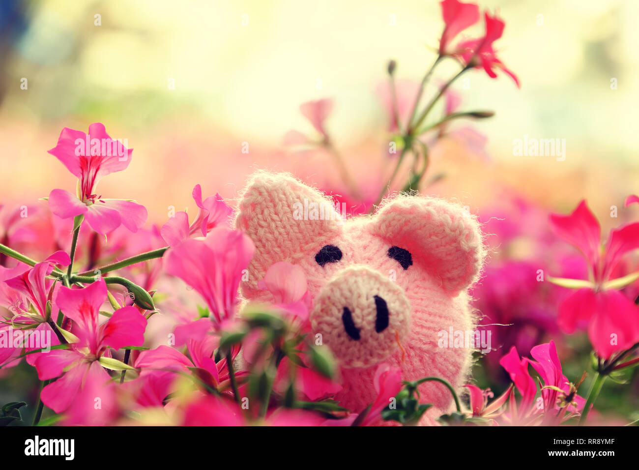 Pig face flower hi-res stock photography and images - Alamy