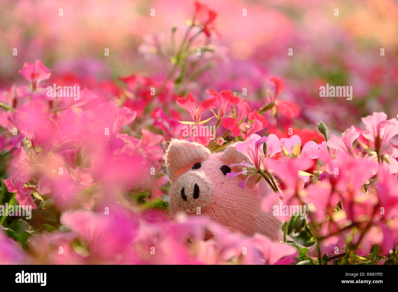 Pig face flower hi-res stock photography and images - Alamy
