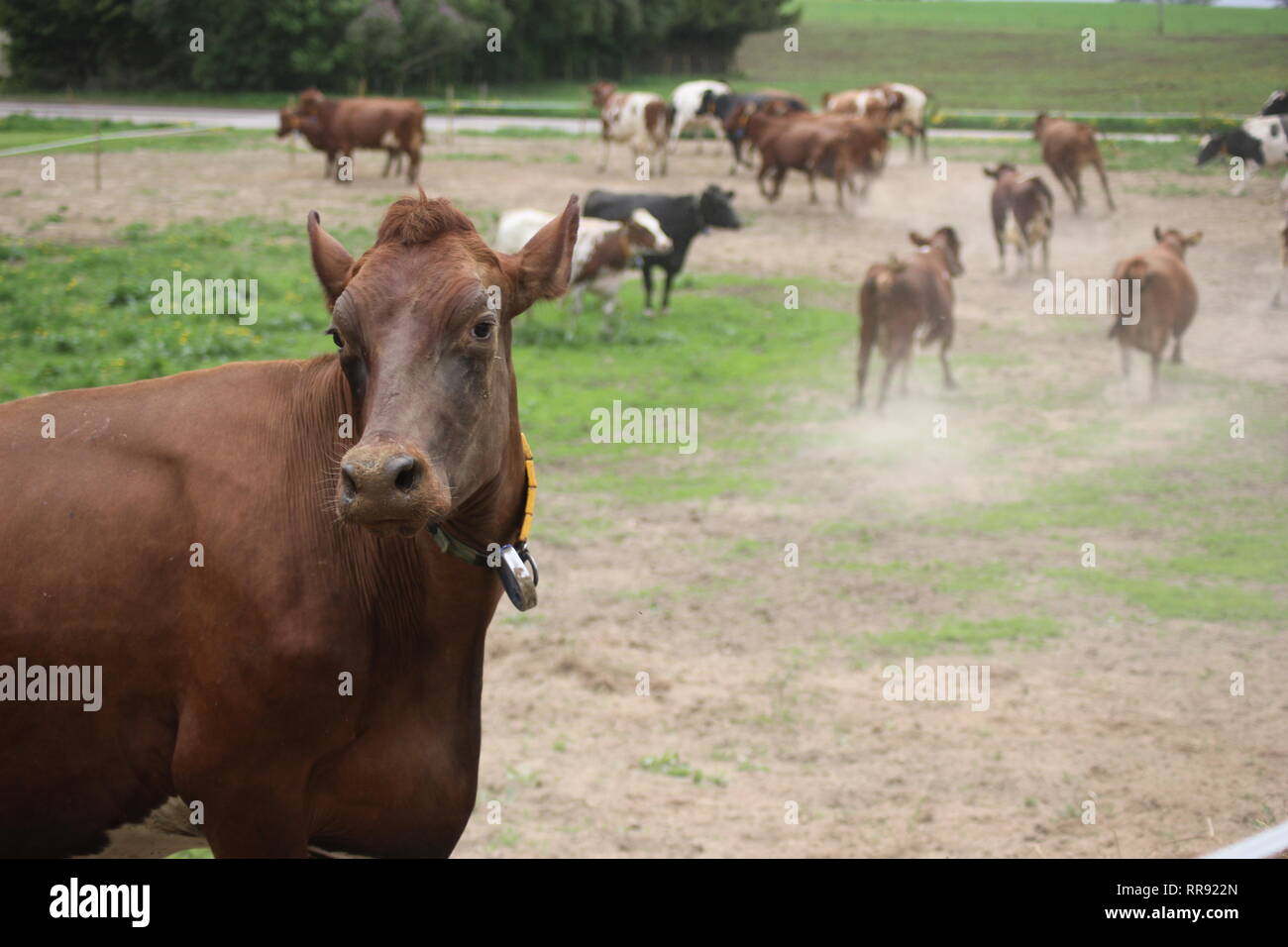Cows running as they get out in spring. One cow stands still watching ...