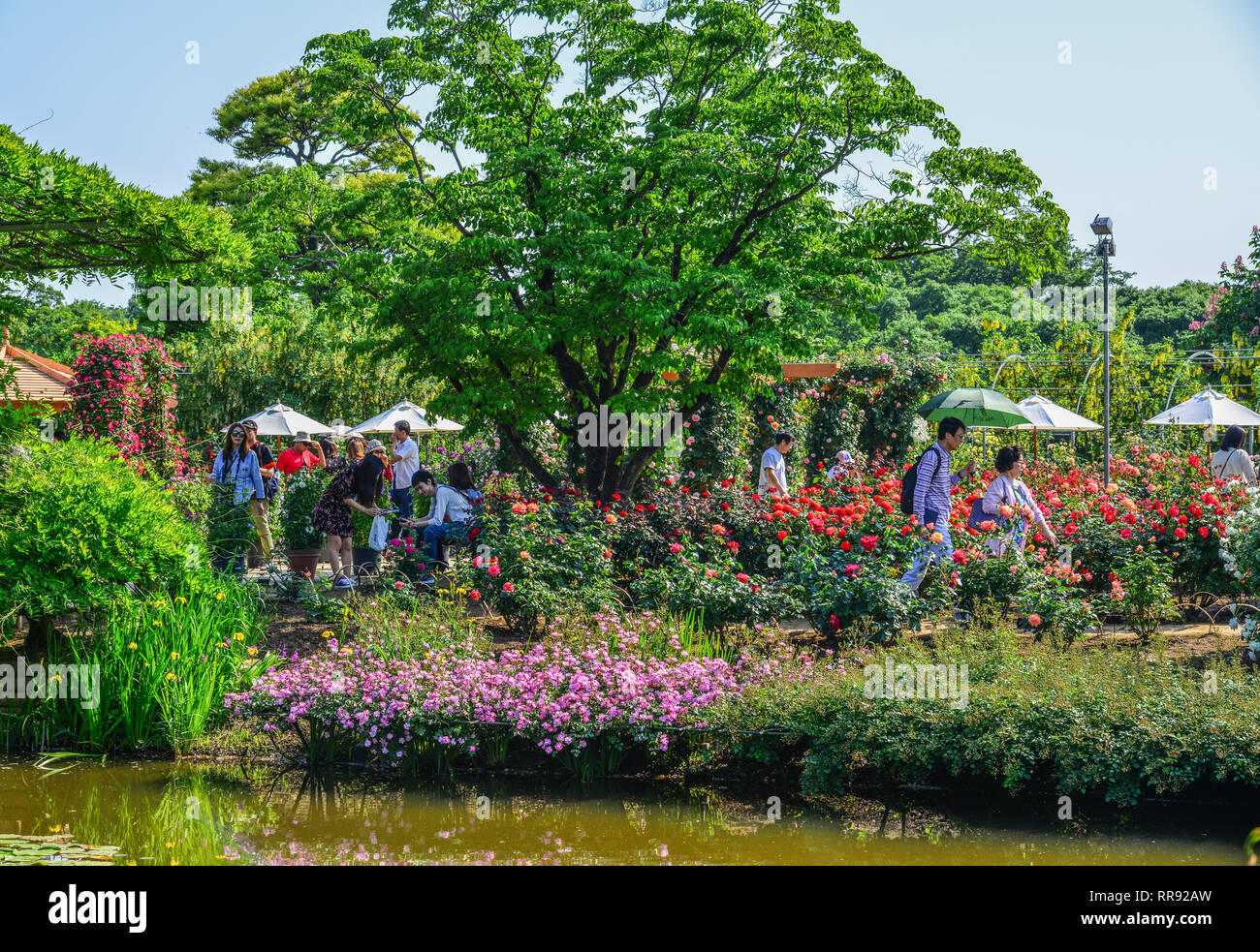 Flower park at spring time in Ashikaga, Japan Stock Photo - Alamy