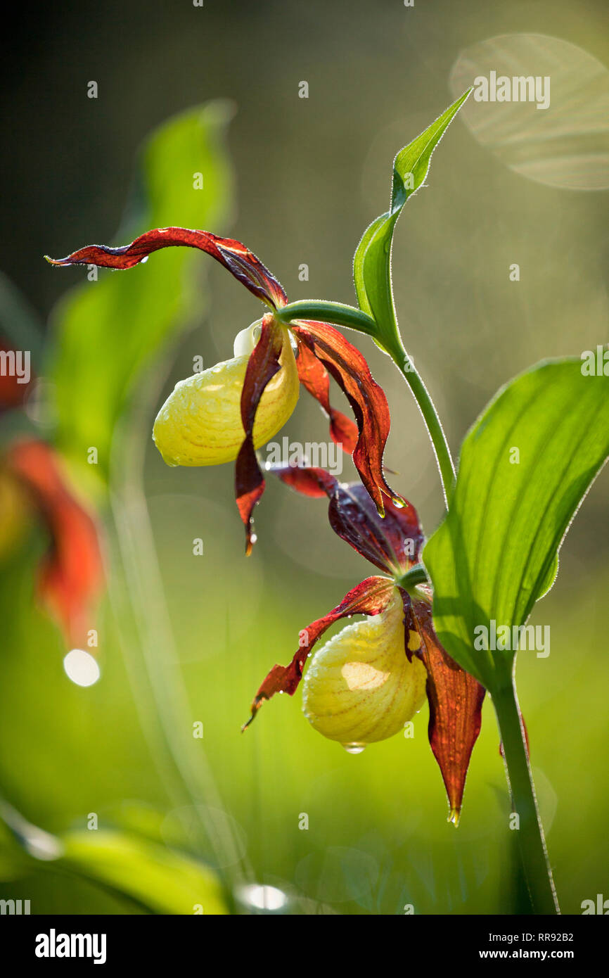 Nerve root hi-res stock photography and images - Alamy