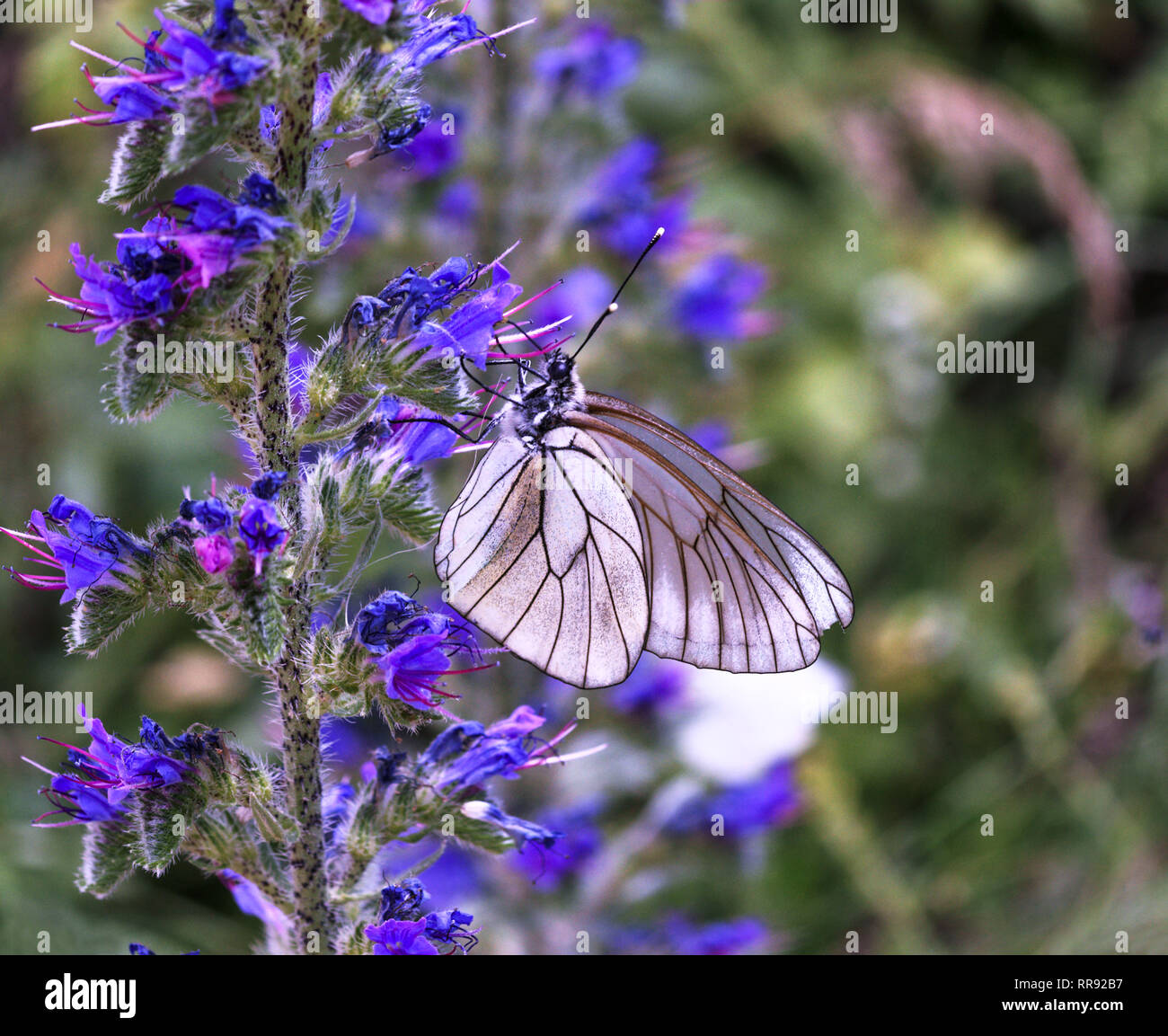 Animals without backbones hi-res stock photography and images - Alamy