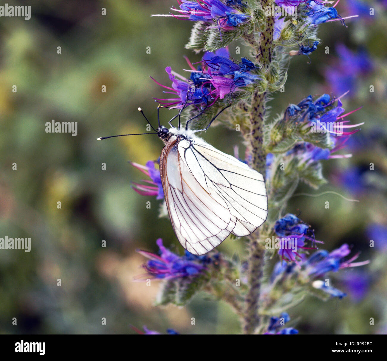 Butterfly.Black-veined White (Aporia crataegi).Female feeding on Viper ...