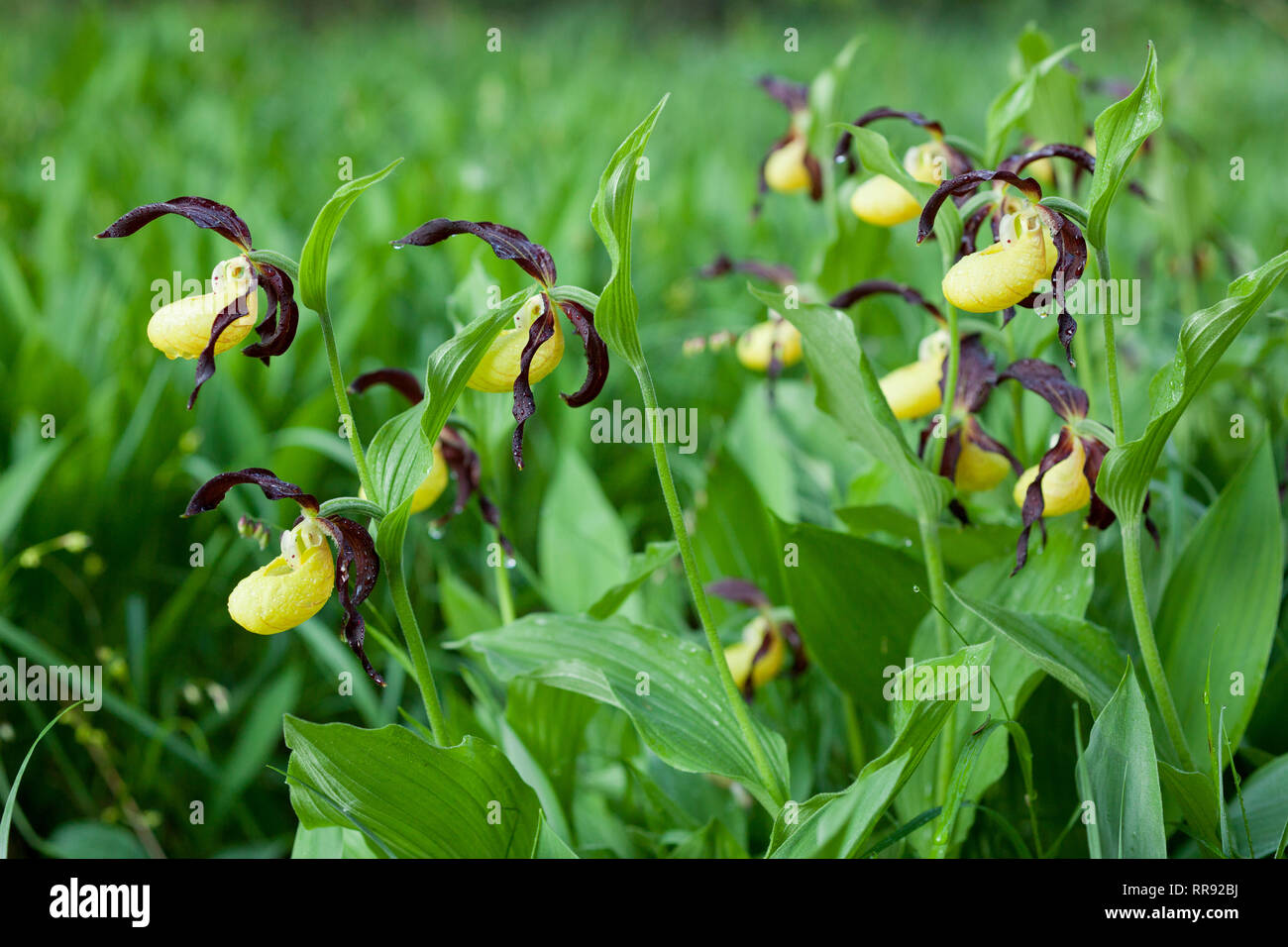 Nerve root hi-res stock photography and images - Alamy