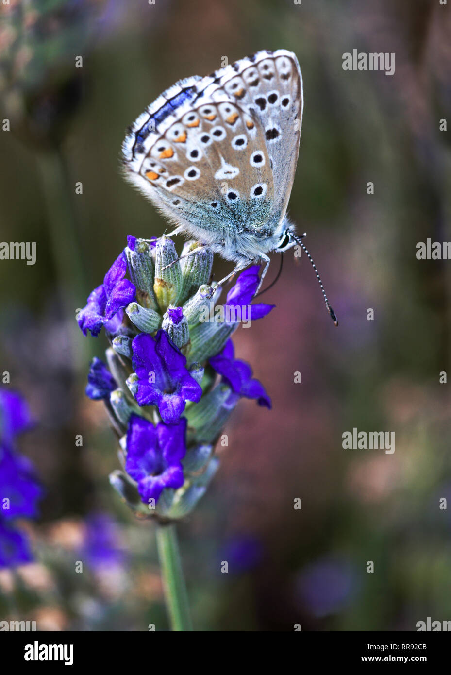 Butterfly.Escher's Blue (Agrodiaetus escheri) Male feeding on gentian ...