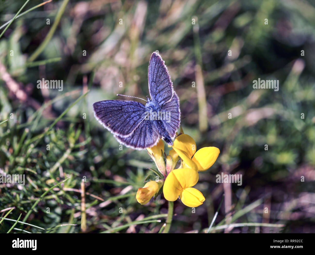 Animals Without Backbones High Resolution Stock Photography and Images ...