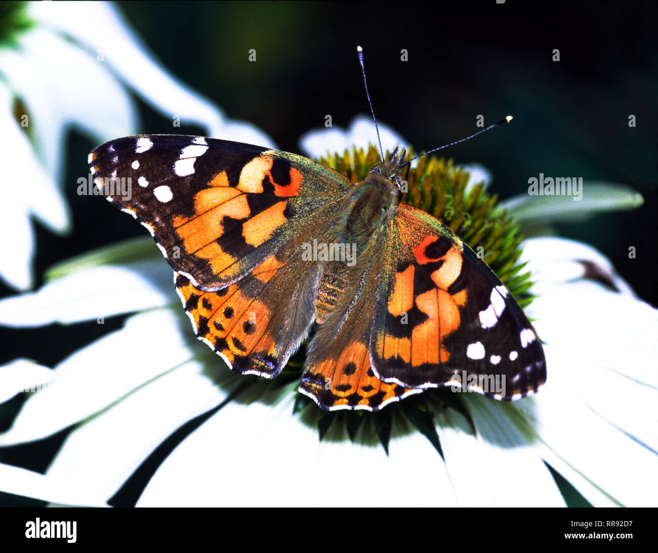 Animals Without Backbones High Resolution Stock Photography and Images ...