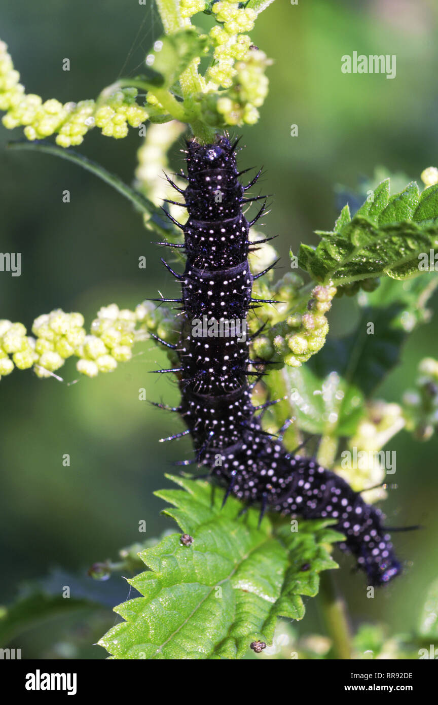 Butterfly.Peacock (Inachis io).Larva or caterpillar on stinging nettle ...