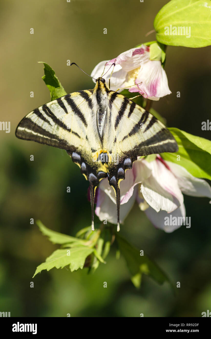 Animals without backbones hi-res stock photography and images - Alamy