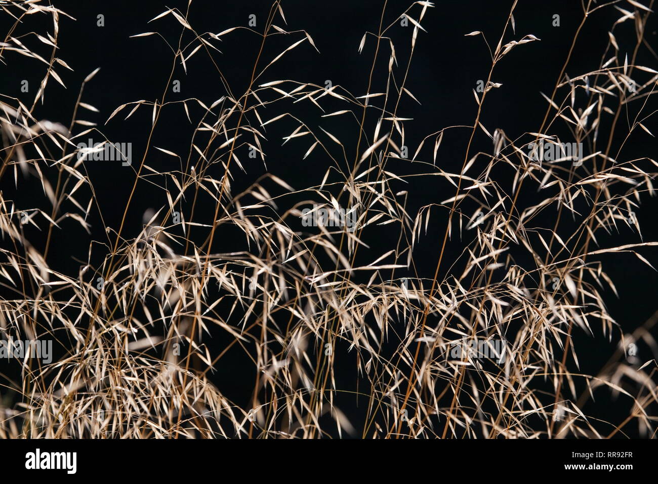 botany, grass, grasses, Provence-Alpes-Cote d'Azur, Gordes, Provence ...