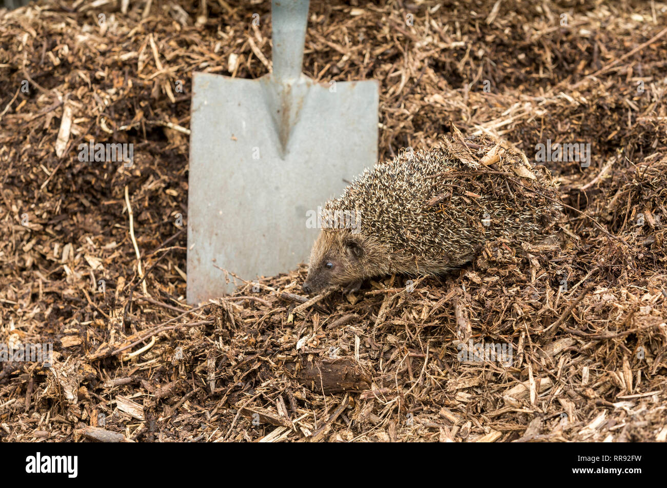 Spade leaves hi-res stock photography and images - Alamy