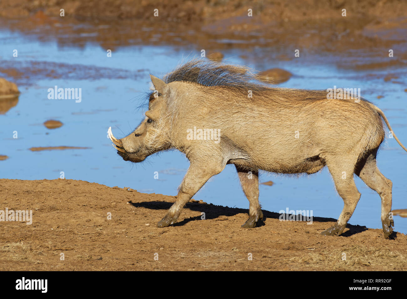 Common warthog (Phacochoerus africanus), adult male, walking at a ...